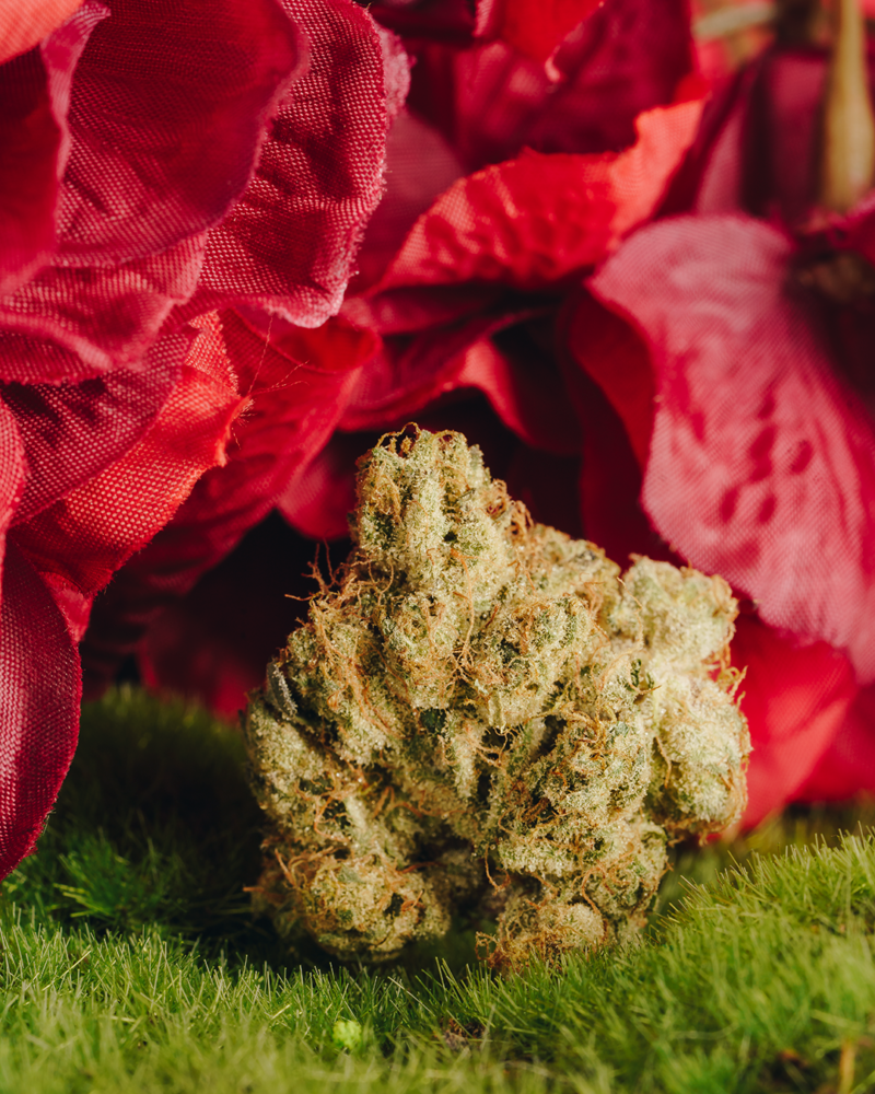 The Real Reason Some Strains Turn Different Colors - Planet 13